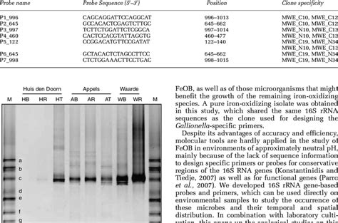 Specific 16s Rrna Targeted Oligonucleotide Probes Designed According To