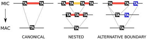 Ies Excision Schematic Representation Of From Left To Right A
