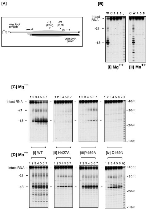 Mutating Conserved Residues In The Ribonuclease H Domain Of Ty3 Reverse