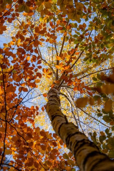 Autumn Tumbex