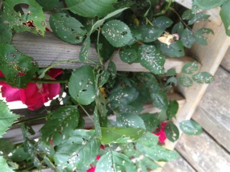 White Spots And Holes On Rose Leaves