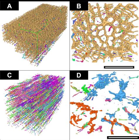 2 Morphological Classification Each Continuous Network Of Connected