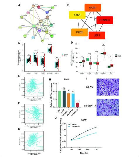 Collection Of Key Prognostic Genes A Protein Protein Interaction