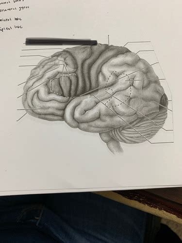 Brain Flashcards Quizlet