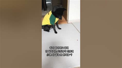 옷 입기 싫어하는 진돗개 흑구 강아지한테 팔이 있는 새 옷을 입혔더니 벌어진 일 Youtube