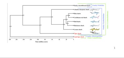 Shark Evolutionary Tree