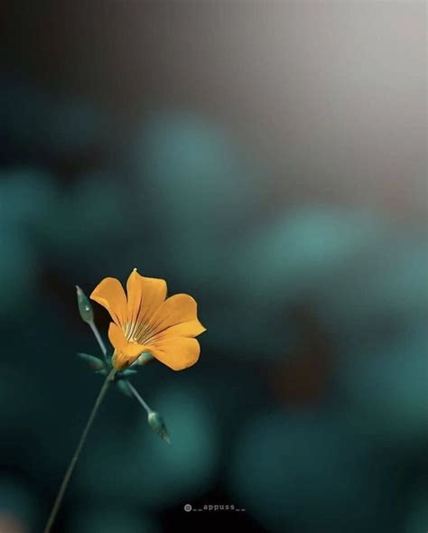 Pin By Nawal Alhamdani 1 On ورد مختلف الالوان والاشكال Planting Flowers Beautiful Flowers