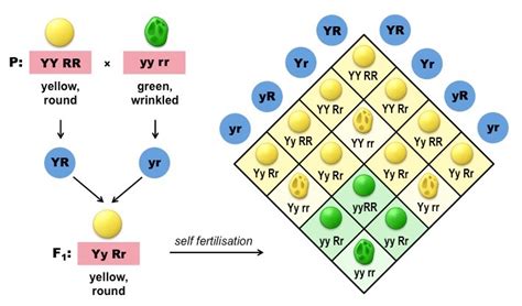 Dihybrid Crosses BioNinja Dihybrid Cross Biology Lessons Science