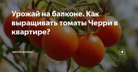 Урожай на балконе. Как выращивать томаты Черри в квартире? | Школа ...