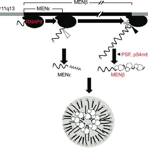 Model Of Intact Paraspeckle Formation Essential Steps Are Schematized