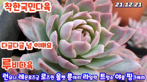 루비다육1탄착한국민다육룬데리라일락올펫핑크베라파스텔레몬로즈금야콜트럼소홍포도메비나금레드벨벳택배010 5895 1110 Korean Succulent
