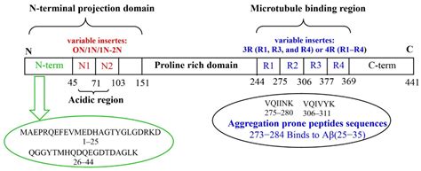 Structure And Functions Of Aβ And Tau Proteins Encyclopedia Mdpi
