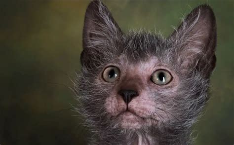 Werewolf Cats The Lykoi Breed Guide Personality And Care Facts