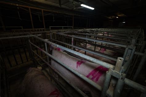 Inquiry Into Pig Welfare in Victoria – Make Your Voice Heard - Action Centre - PETA Australia