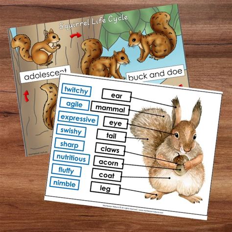 Parts Of A Squirrel Life Cycle Activities Montessori Nature