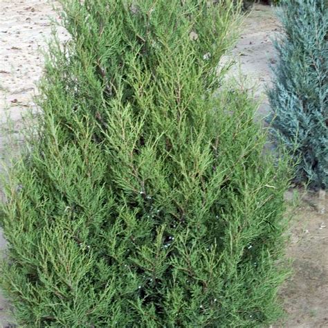 Juniperus Chinensis Hetzi Columnaris Horsford Gardens And Nursery