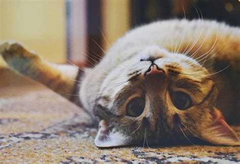 Cat Lying Down On Back