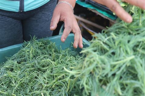 Romeritos Platillo Tradicional De Semana Santa Revista Zócalo