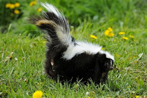 Getting Sprayed By A Skunk