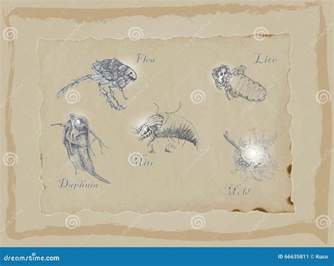 Microorganisms An Hand Drawn Pack Freehand Drawing Stock Vector