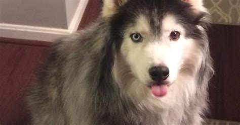 Blop Mlem Blorp Blep Bloop Bloip Boop Album On Imgur