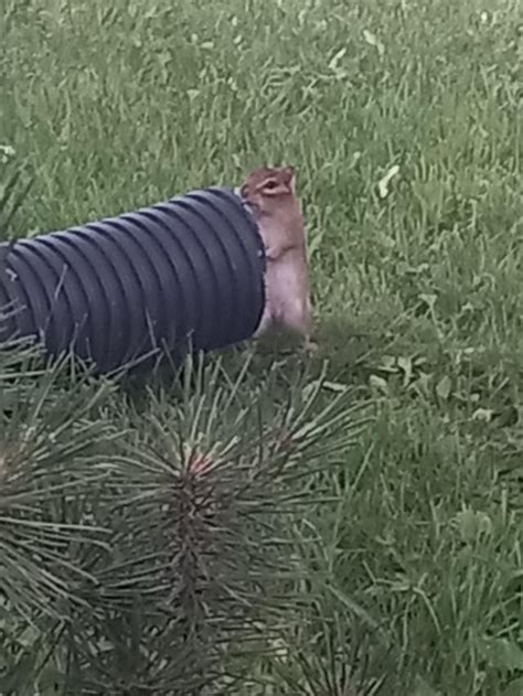 Tube Chipmunk R Chipmunks