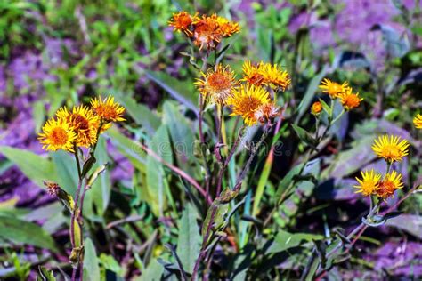 The Valuable Medicinal Plant Inula Helenium Grows In The Wild Stock