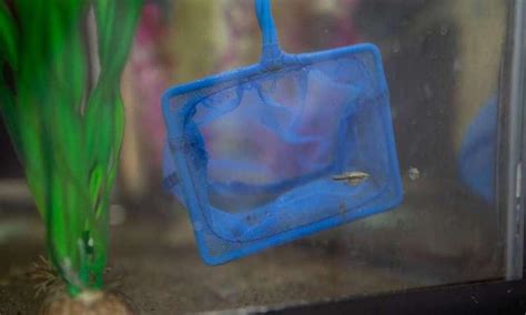 Fish Exposed To Estrogen Produce Fewer Males Nexus Newsfeed