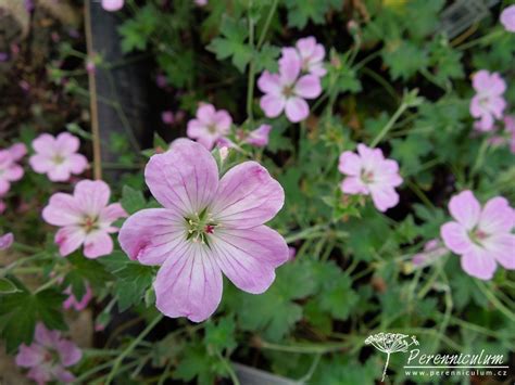 Geranium Mavis Simpson Perenniculum