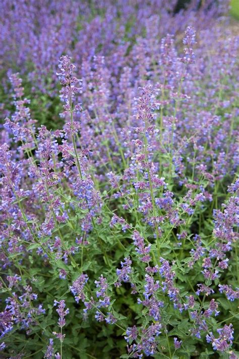 Nepeta Racemosa Walkers Low Catmint Walkers Low Herbaceous