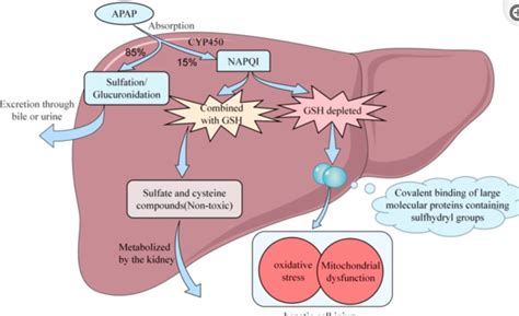 Acetaminophen Toxicity How Genetic Susceptibility Combines With Environmental Factors