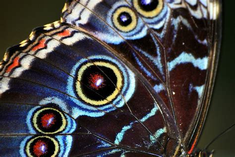 Vibrant And Detailed Close Up Of A Butterfly Wing