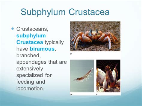 Subphylum Crustacea