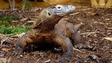 Comodo Dragon Wallpapers Wallpaper Cave