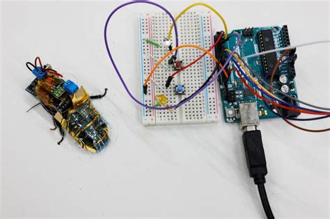 Meet Japans Cyborg Cockroach Coming To A Disaster Area Near You The