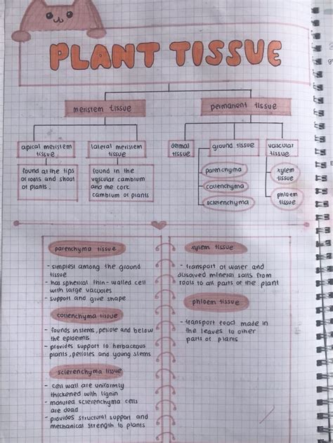 Classification Of Tissues Flow Chart