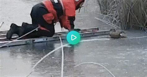 Duck Problems Album On Imgur