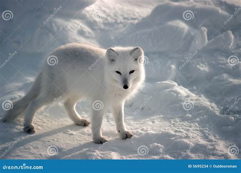 Lis Polarny Zdjęcie Stock Obraz Złożonej Z Wezyr Zima 5695234