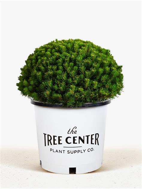 Dwarf Mugo Pine Trees For Sale The Tree Center
