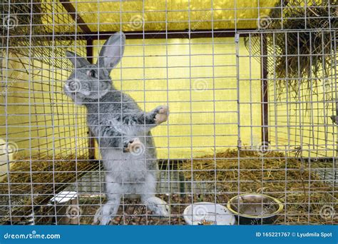 The Rabbit Is Behind Bars Interested In Passing By A Wild Animal Stock