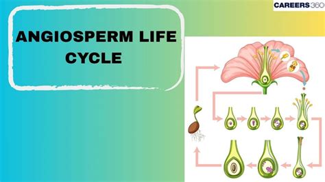 Angiosperm Life Cycle Flowering Plant Pollination Fertilization Seeds Structure Reproduction