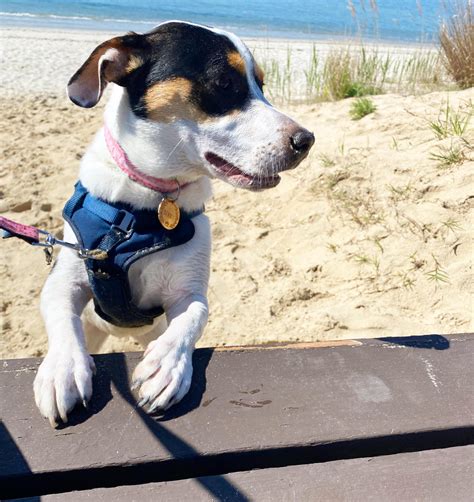 Bernies First Time At The Beach Raww