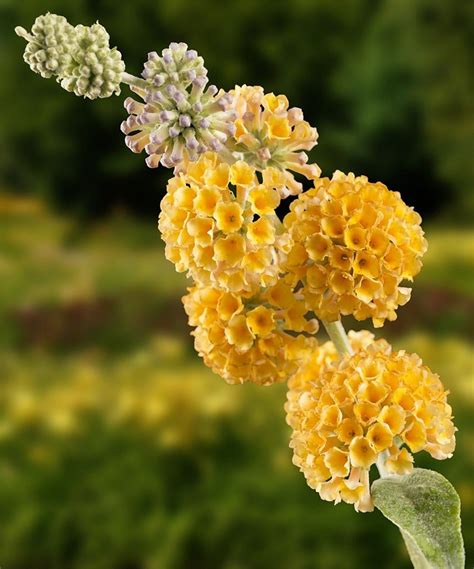 Butterfly Bush Yellow Flowers At Amanda Edmondson Blog