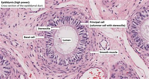 Testis And Epididymis Normal Histology Nus Pathweb Nus Pathweb