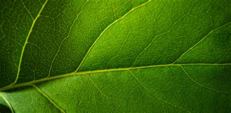 Battery Vent Cap Gvs