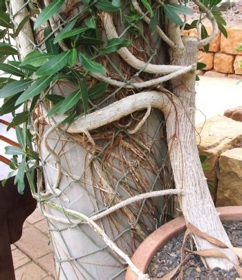 Ficus Ilicina Plantzafrica