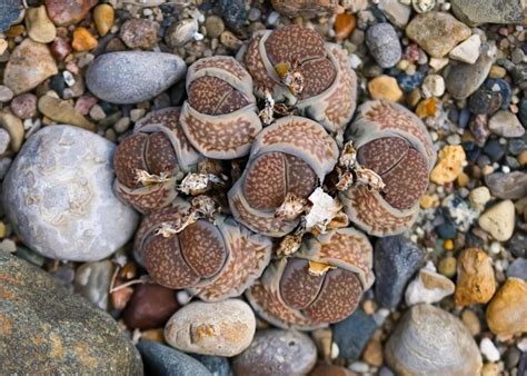 Premium Photo Close Up Shot Of Living Stone Lithops Species