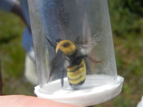 Nevada Bumble Bee Bombus Nevadensis Bumble Bee Watch