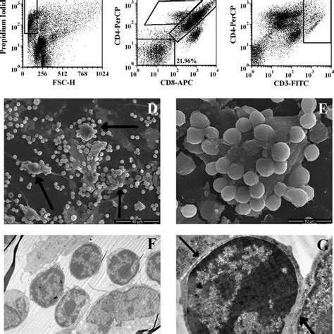 Thymocytes Viability A The Distribution Of Dn Dp And Cd4 Sp