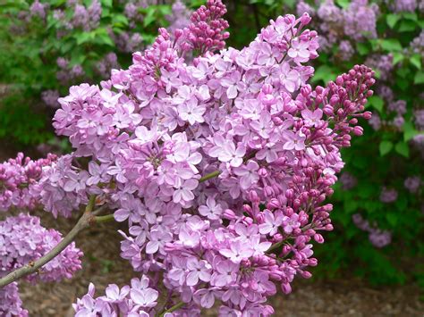 Growing Lilacs For Minnesota Landscapes Umn Extension